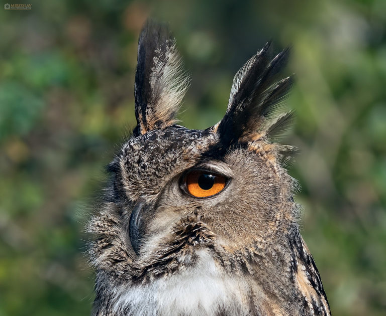 Sova ušara (Bubo bubo) - Miroslav Photography